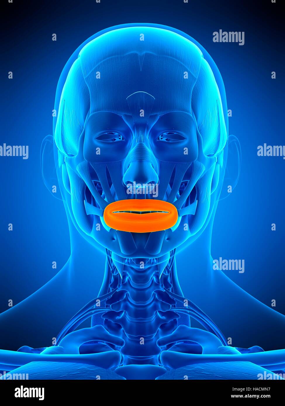 Illustration of the orbicularis oris muscle Stock Photo - Alamy