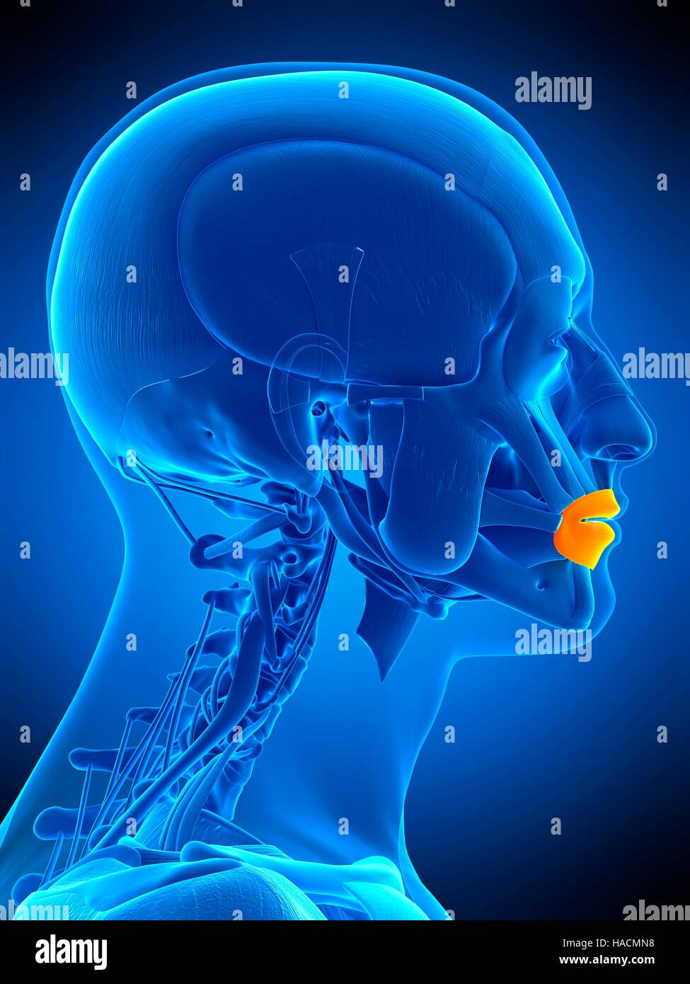 Illustration of the orbicularis oris muscle Stock Photo - Alamy