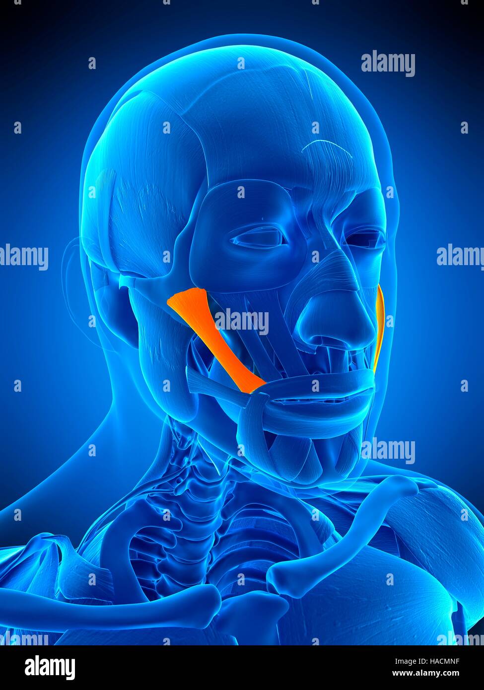 Zygomaticus Major Muscle