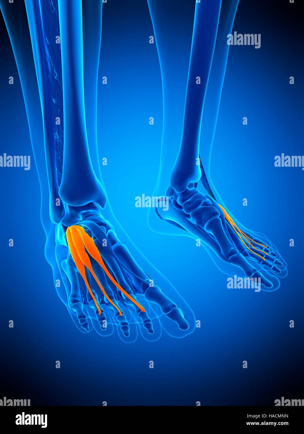 Illustration of the extensor digitorium brevis muscle Stock Photo - Alamy