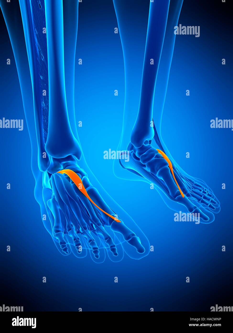 Illustration of the extensor hallucis brevis muscle Stock Photo - Alamy