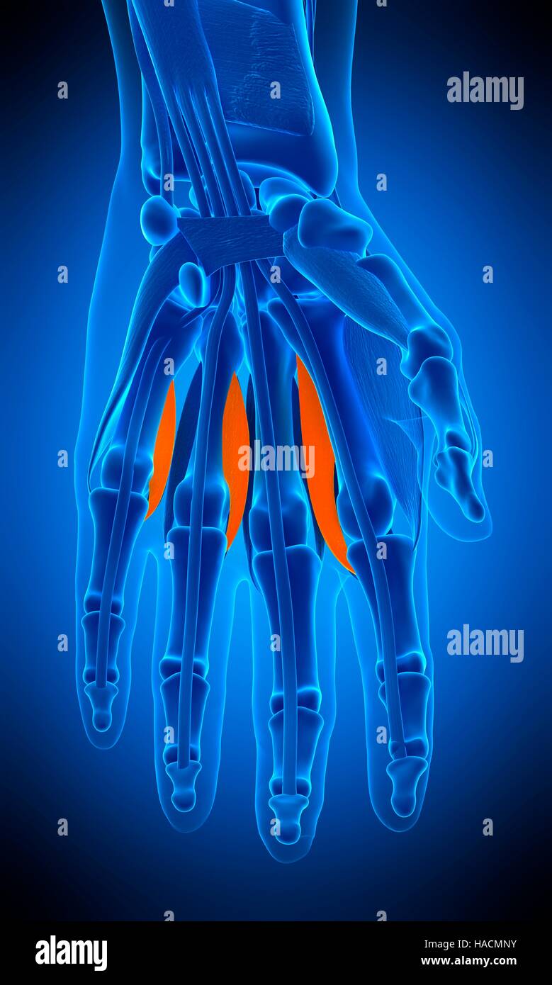 Interosseous hi-res stock photography and images - Alamy