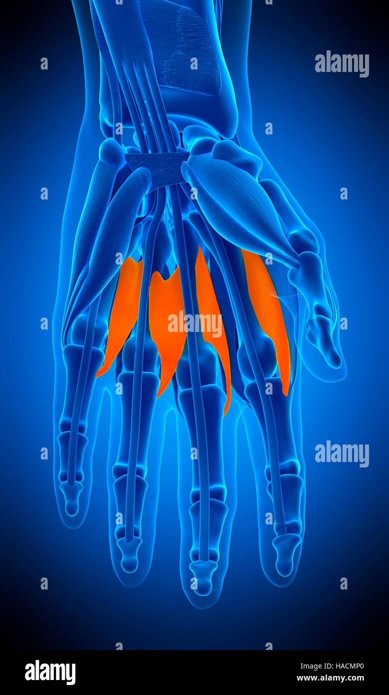 Lumbricals of the hand hi-res stock photography and images - Alamy