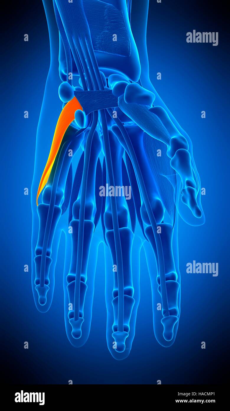 Flexor Digiti Minimi