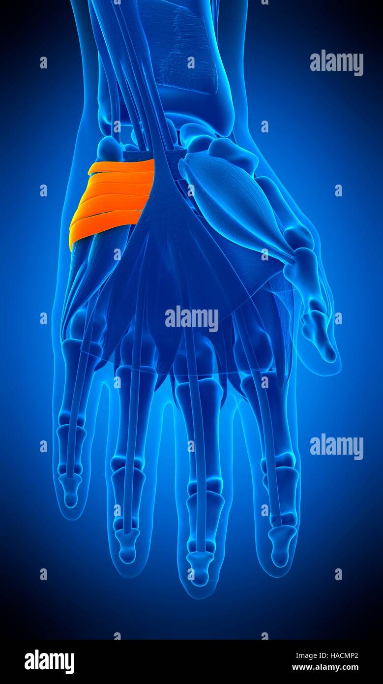 Palmaris High Resolution Stock Photography and Images - Alamy