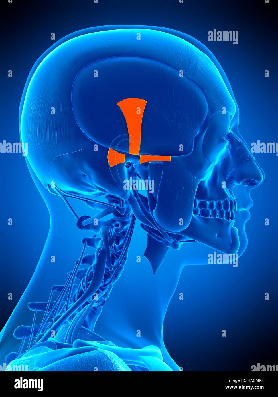 Illustration of the ear muscle Stock Photo - Alamy