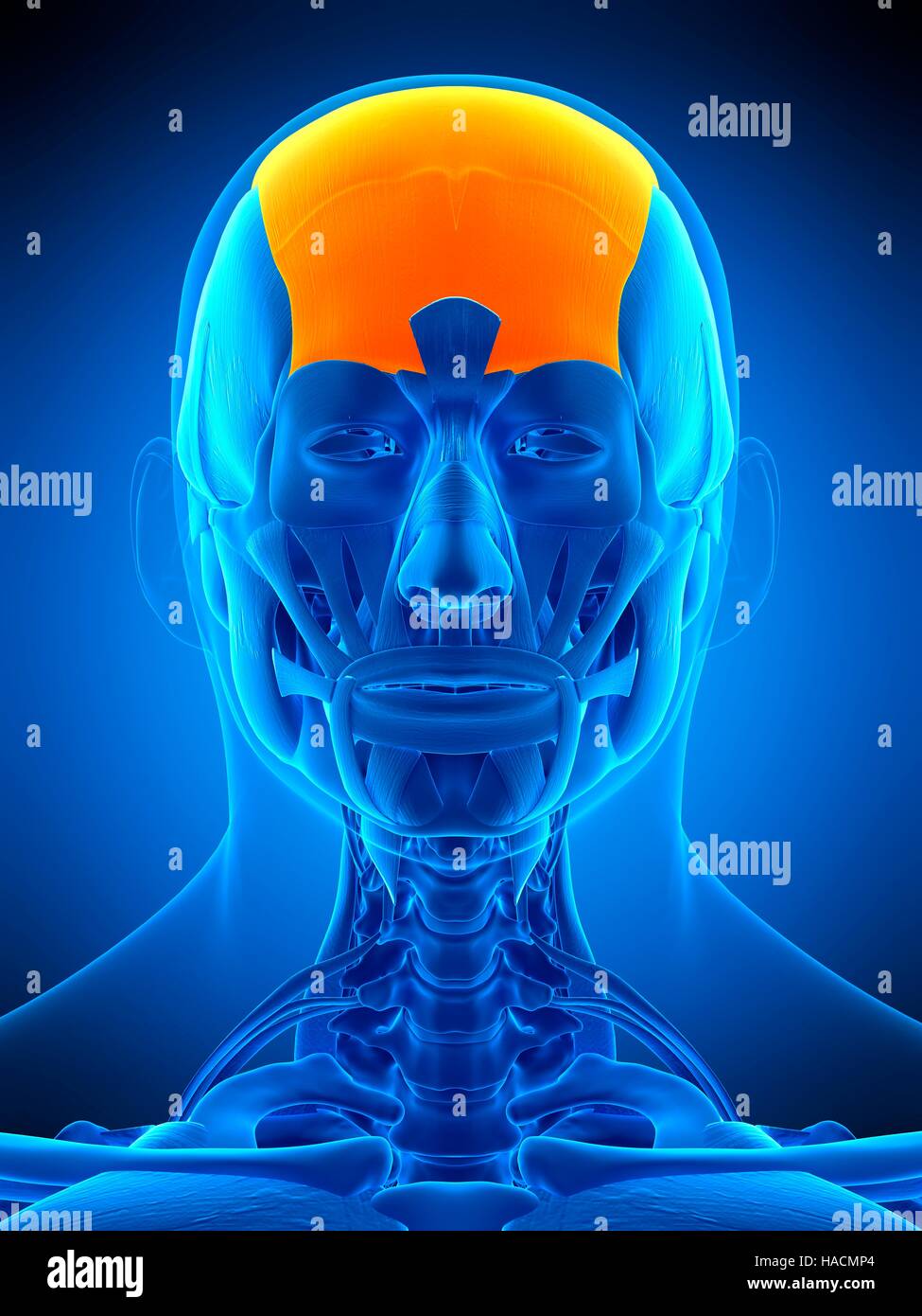 Frontalis muscle hi-res stock photography and images - Alamy