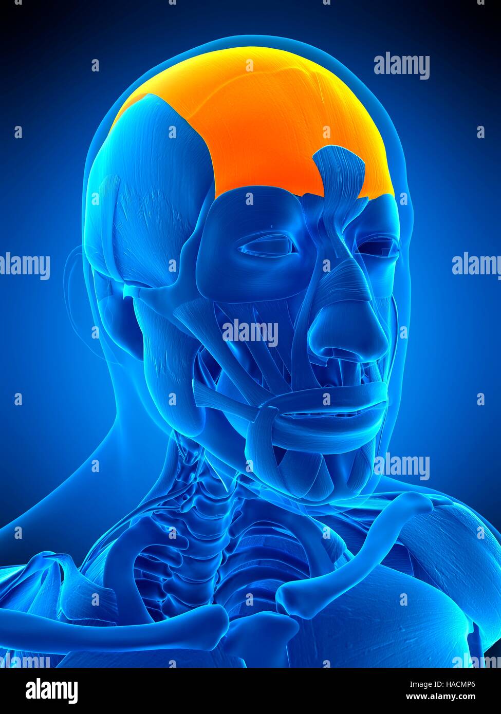 Frontalis muscle hi-res stock photography and images - Alamy