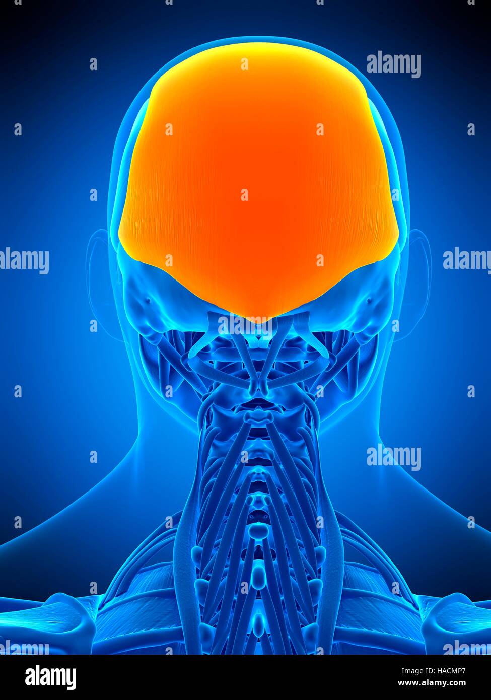 Illustration of the frontalis muscle Stock Photo - Alamy