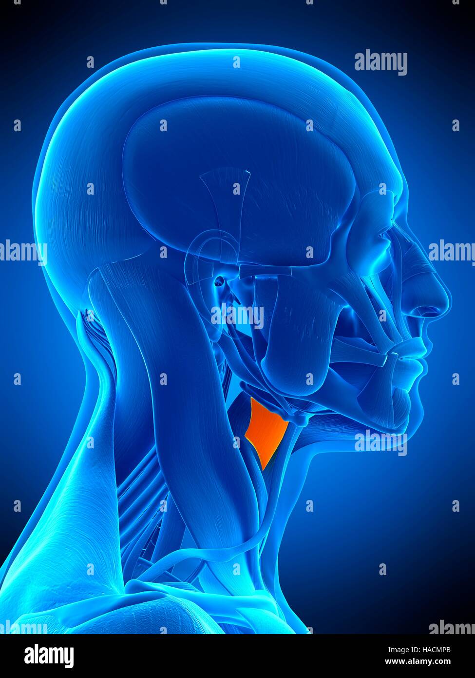 Thyrohyoid hi-res stock photography and images - Alamy