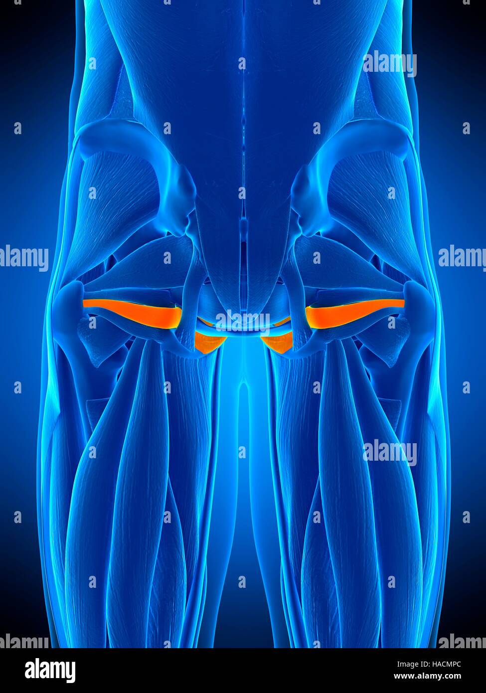 Illustration of the obturator internus muscle Stock Photo - Alamy
