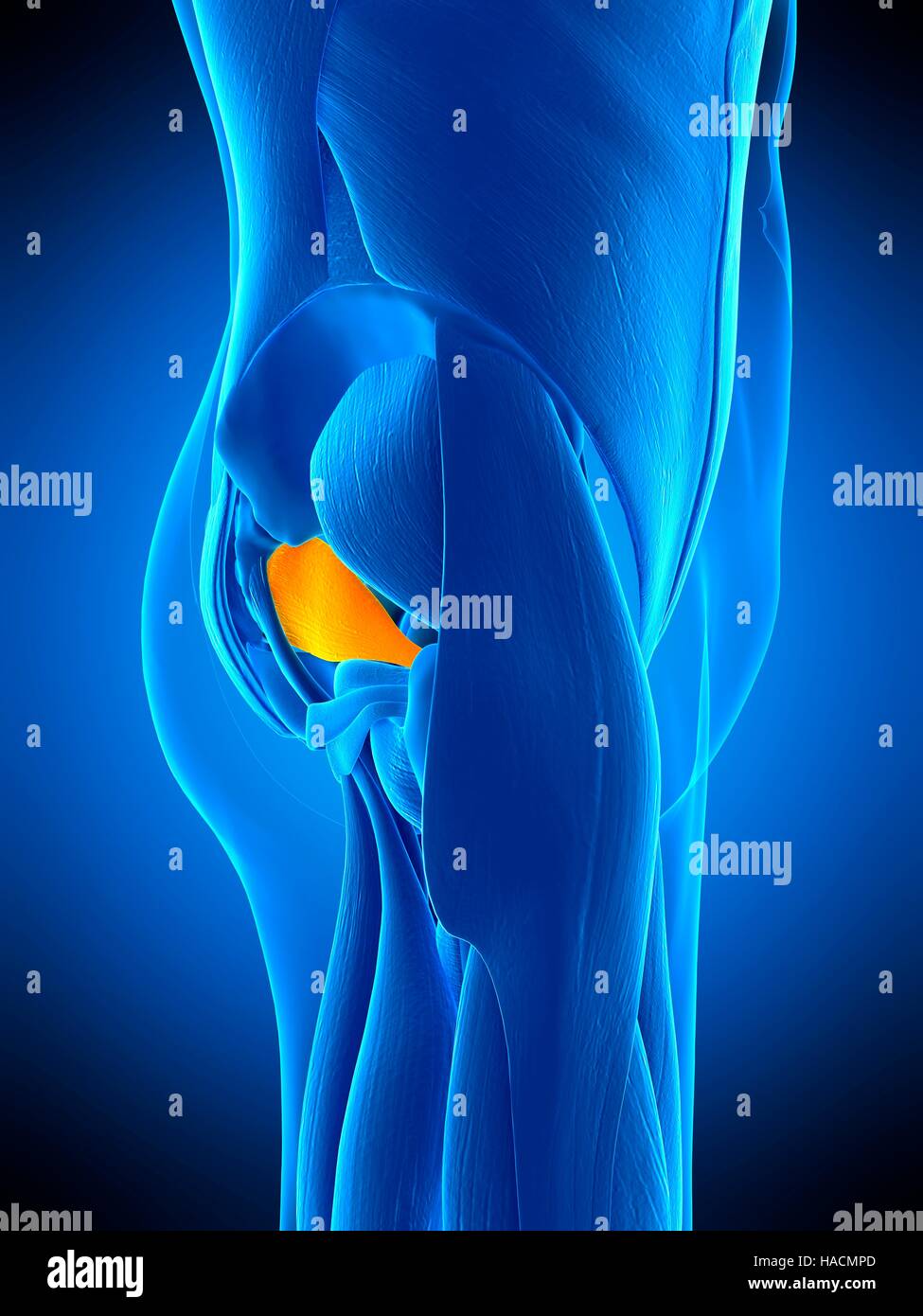 Piriformis muscle hi-res stock photography and images - Alamy