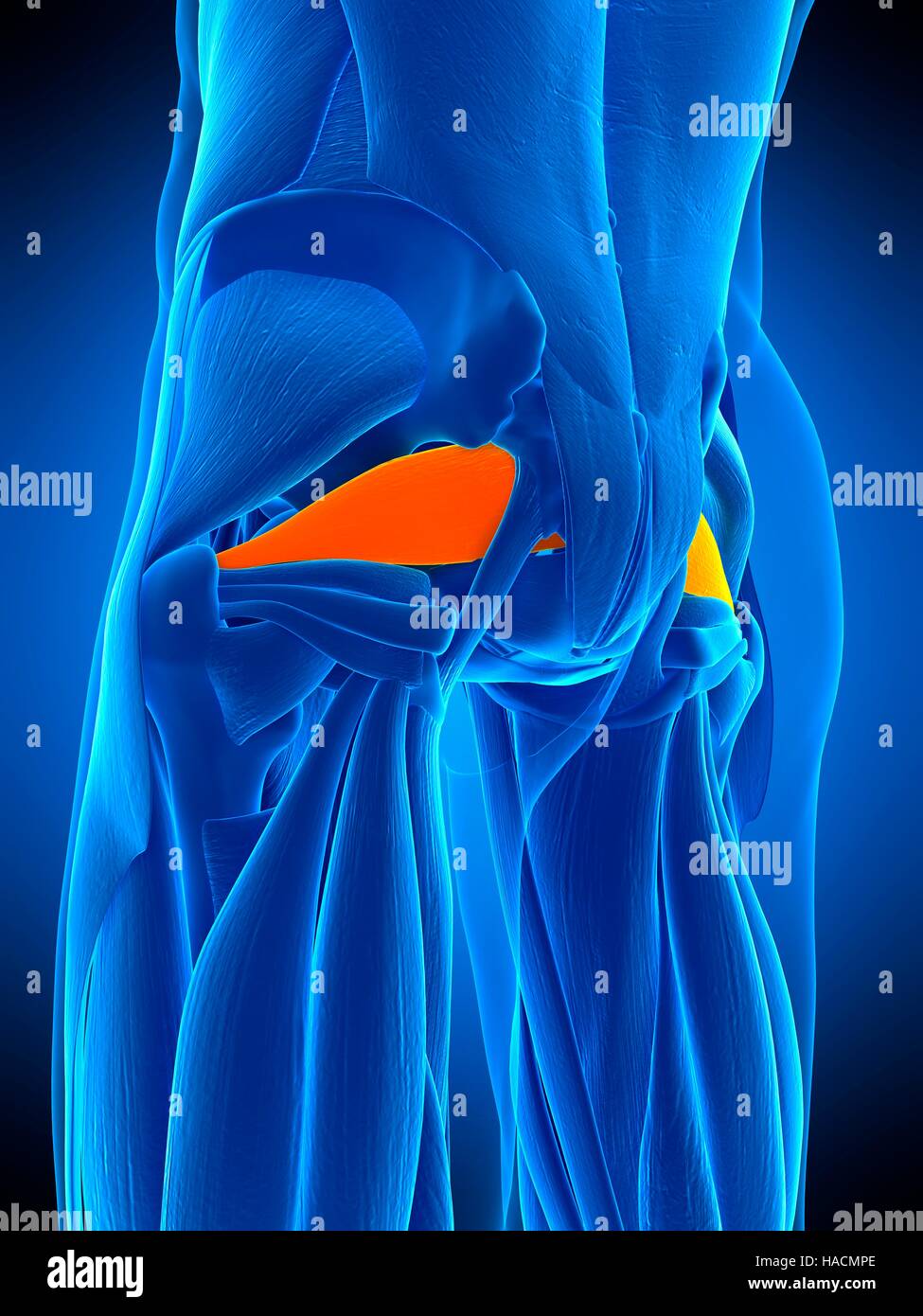 Piriformis muscle hi-res stock photography and images - Alamy