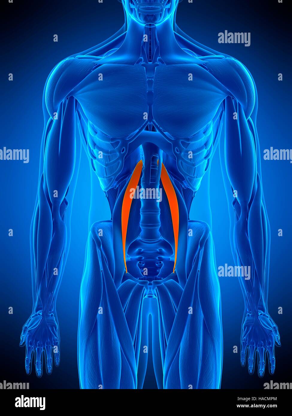 Illustration of the psoas minor muscle Stock Photo - Alamy