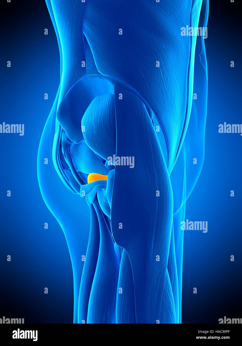 Gemellus superior hi-res stock photography and images - Alamy