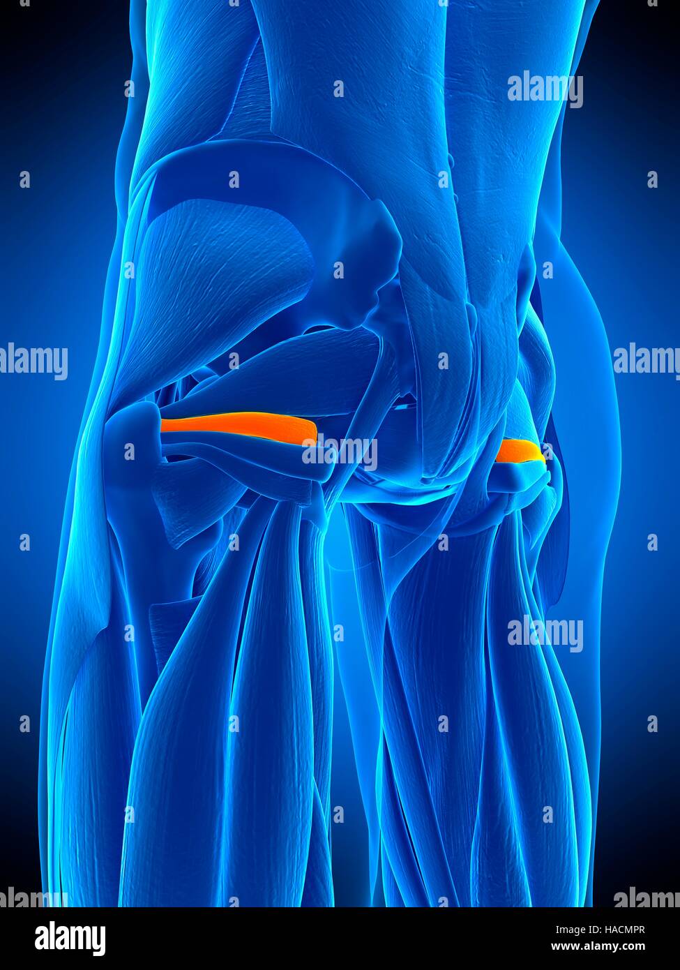 Gemellus superior hi-res stock photography and images - Alamy