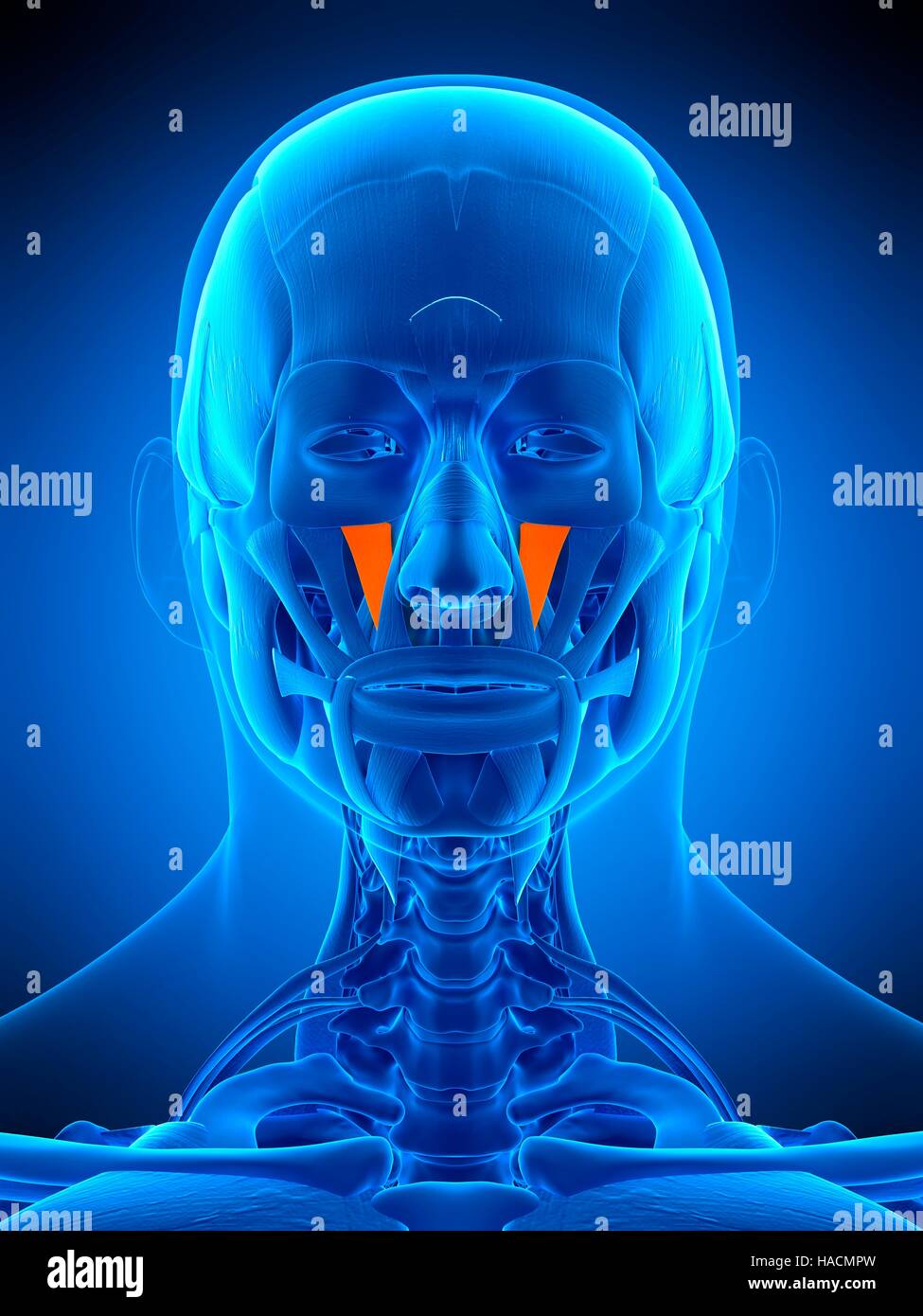 Illustration of the levator labii superioris muscle Stock Photo - Alamy