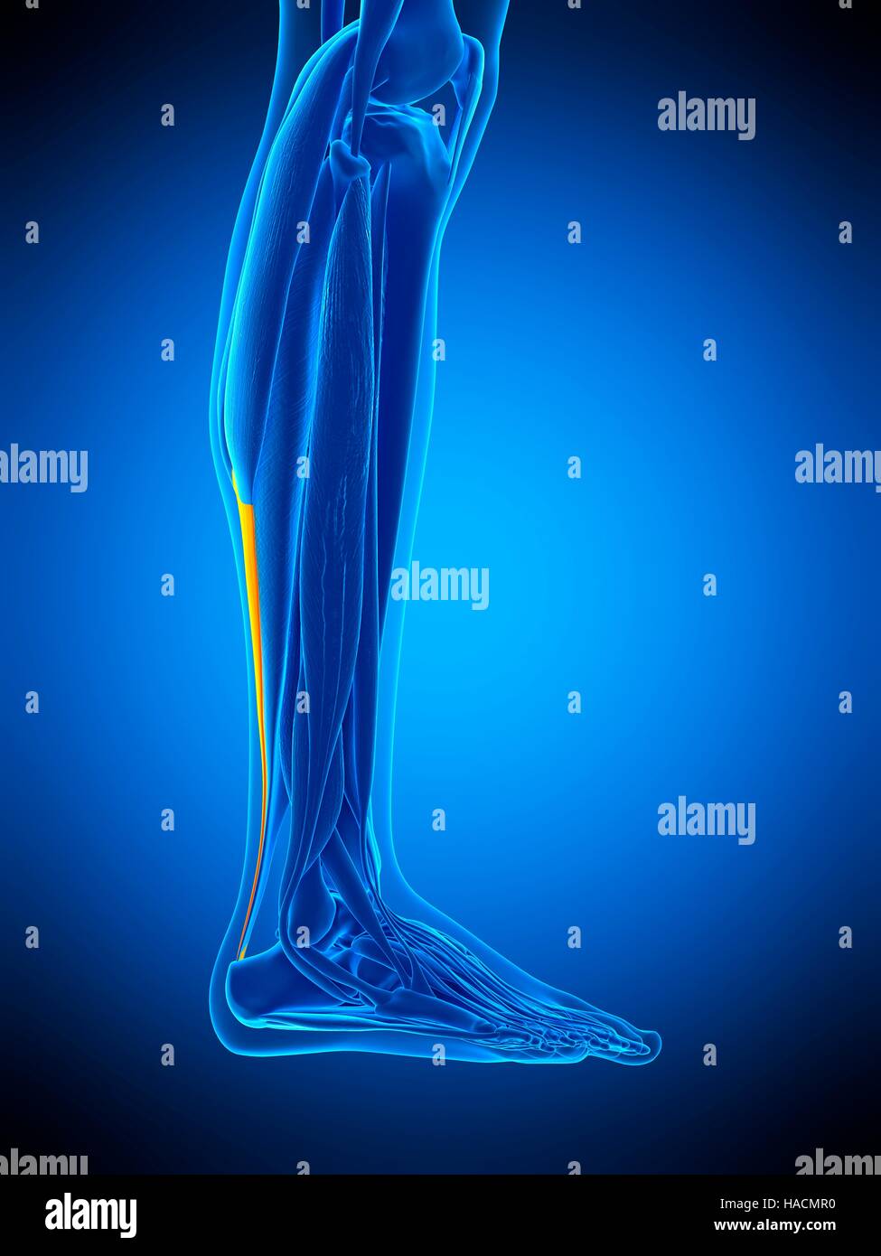 Illustration of the achilles tendon Stock Photo - Alamy