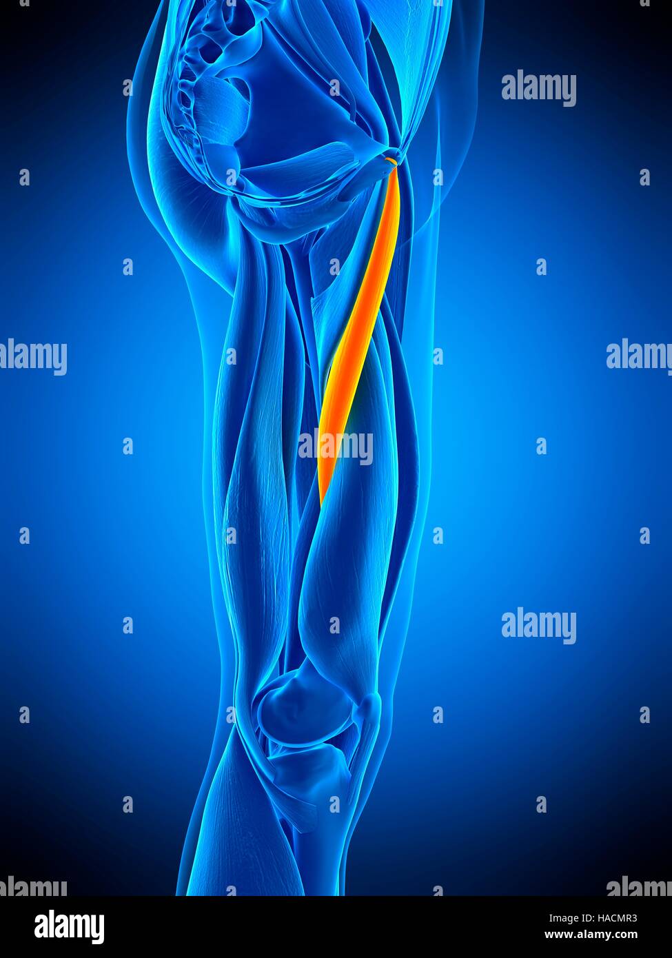 Illustration of the adductor longus muscle Stock Photo - Alamy