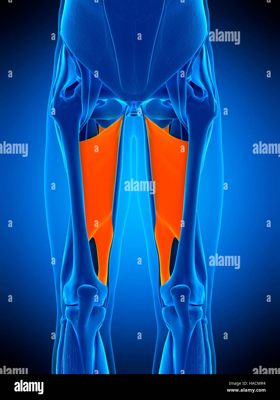 The Adductor Magnus Muscle 094