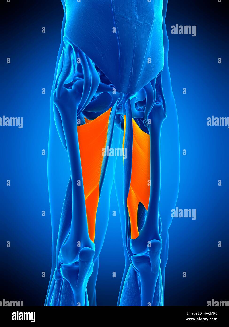 Adductor Magnus High Resolution Stock Photography and Images - Alamy