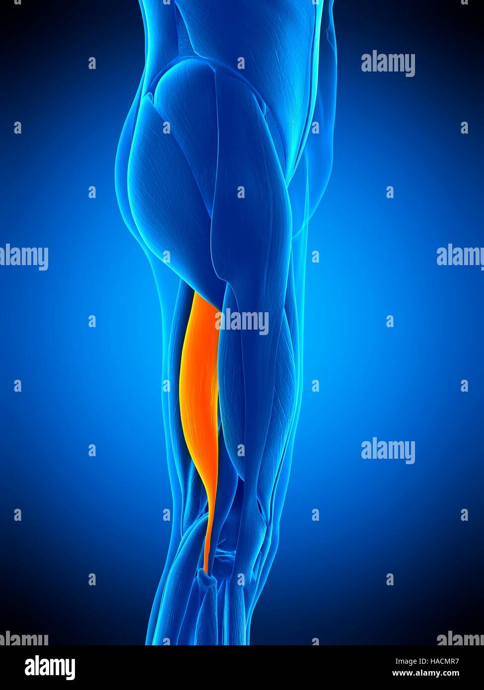 Illustration of the biceps femoris longus muscle Stock Photo - Alamy