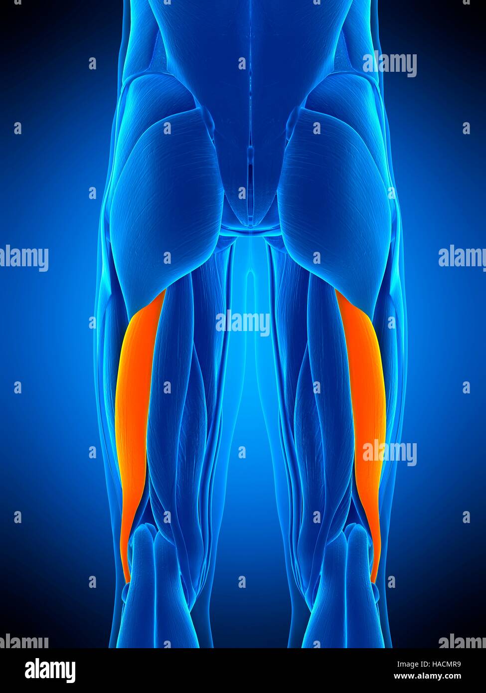 Illustration of the biceps femoris longus muscle Stock Photo - Alamy