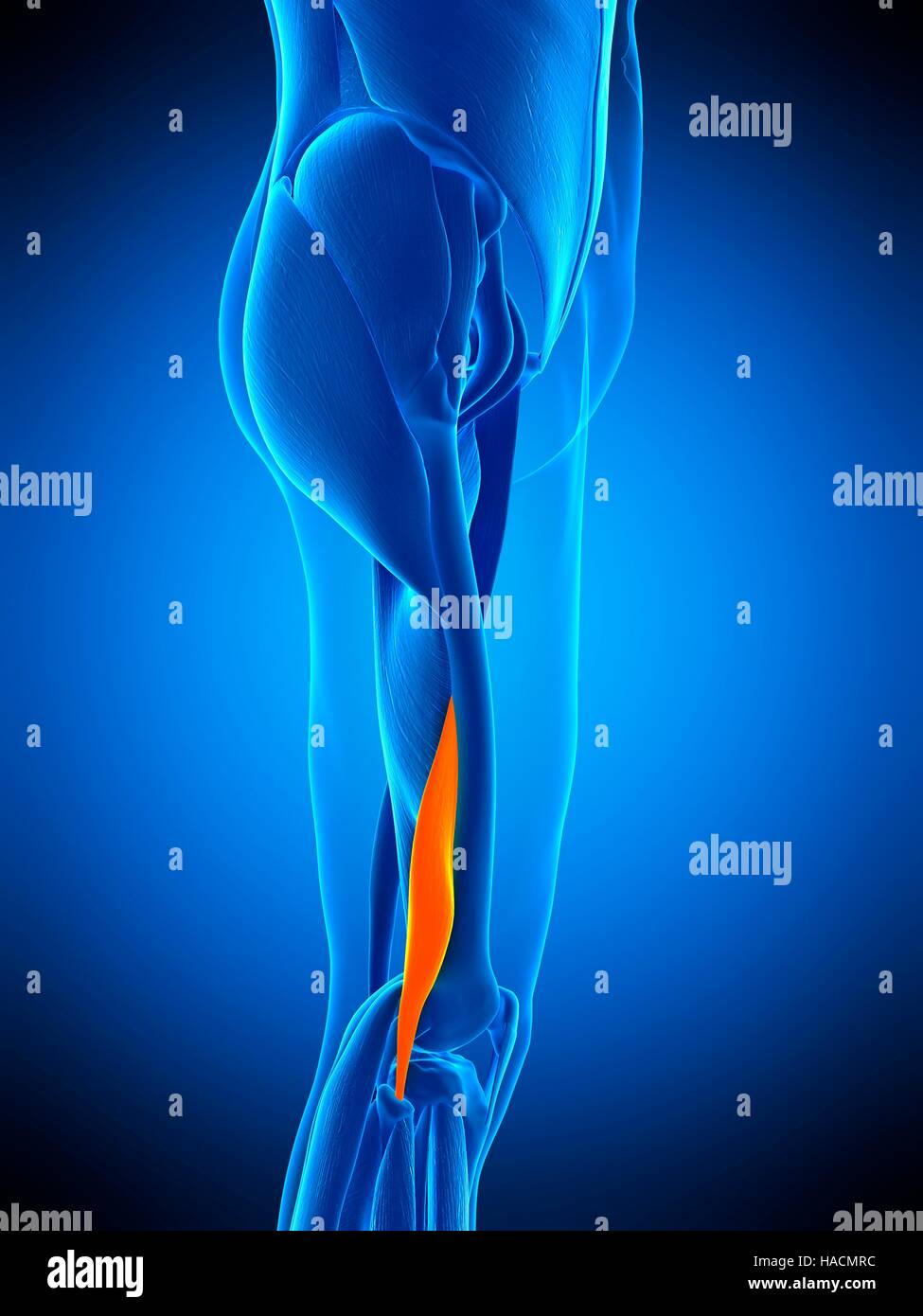 Bicep femoris short hi-res stock photography and images - Alamy