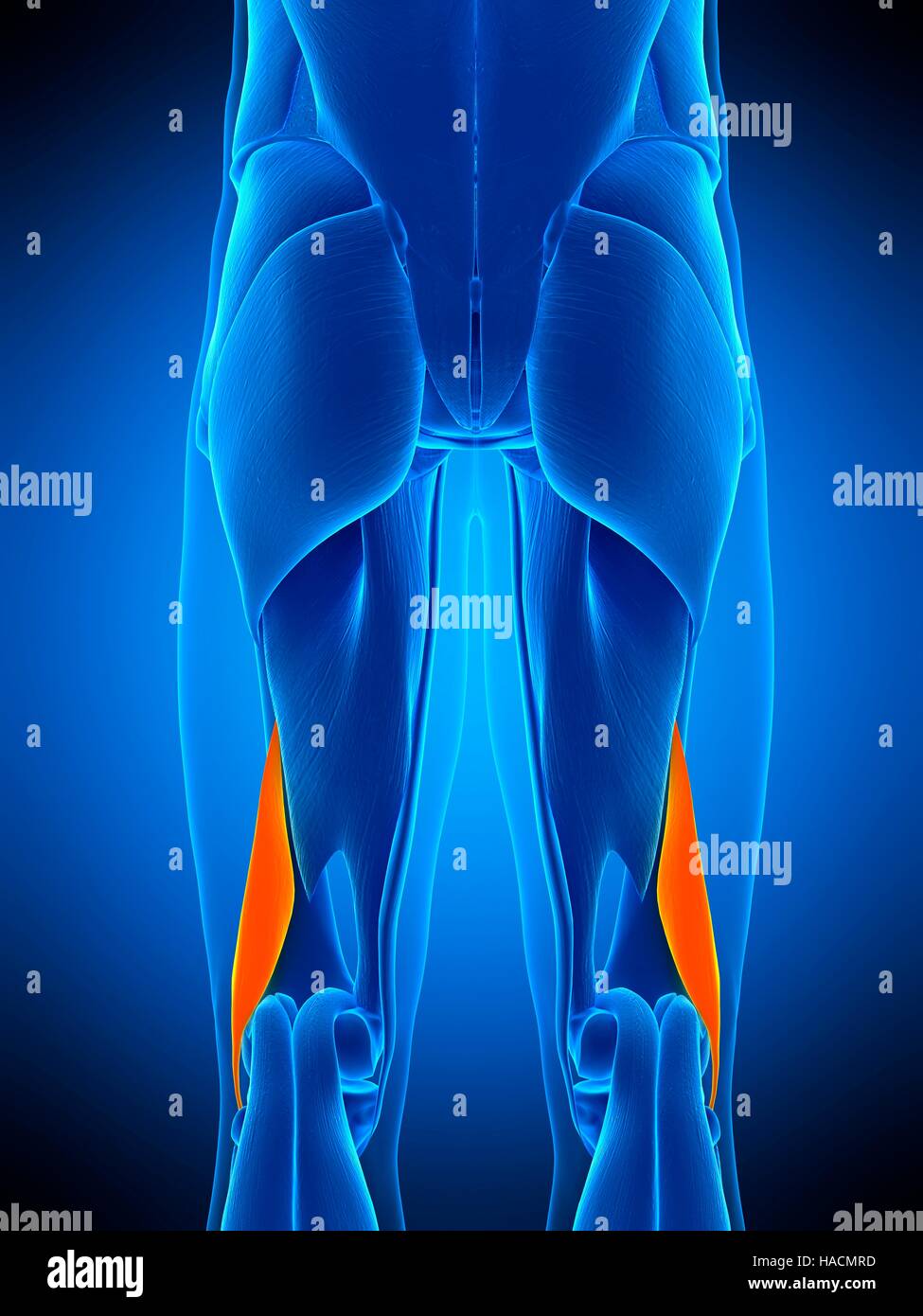 Bicep femoris hi-res stock photography and images - Alamy