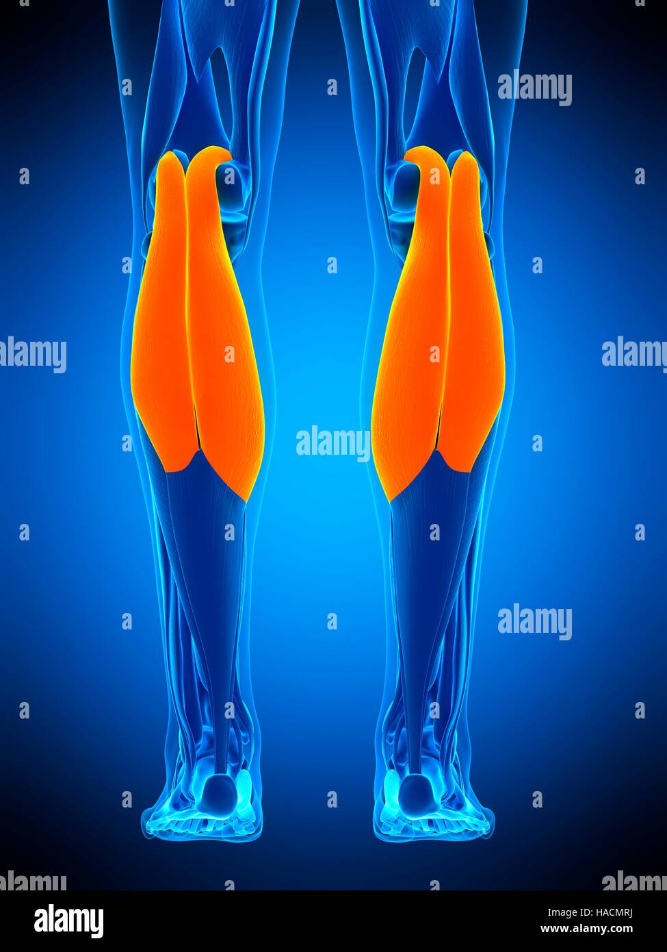 Illustration of the gastrocnemius muscle Stock Photo - Alamy