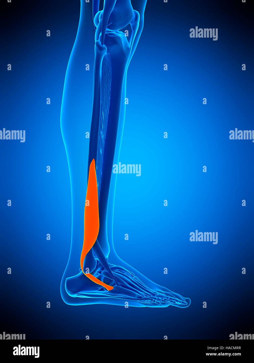 Peroneus brevis hi-res stock photography and images - Alamy