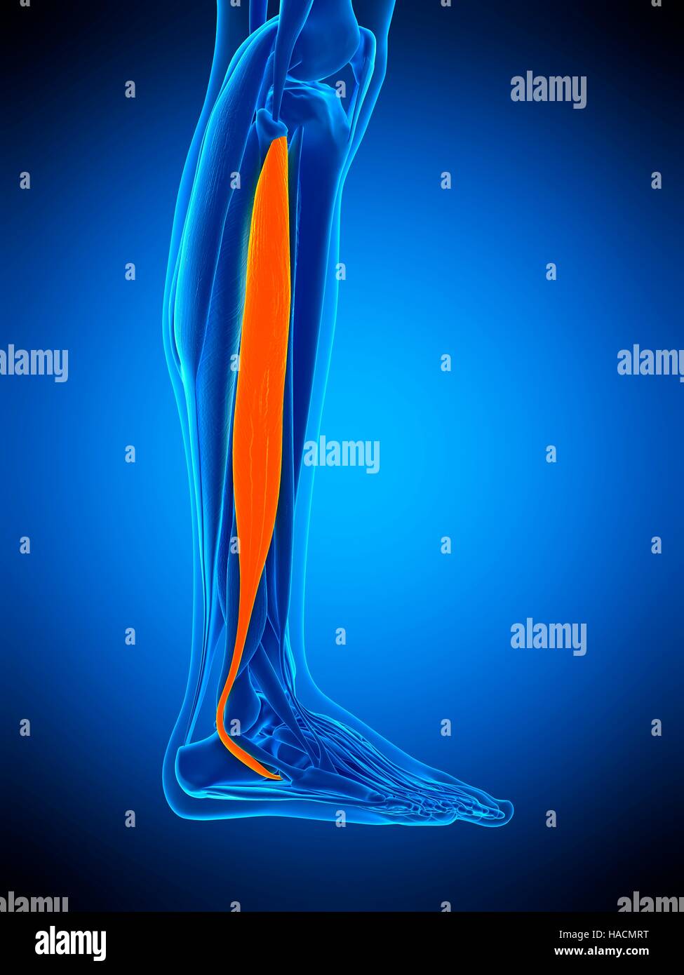 Illustration of the peroneus longus muscle Stock Photo - Alamy