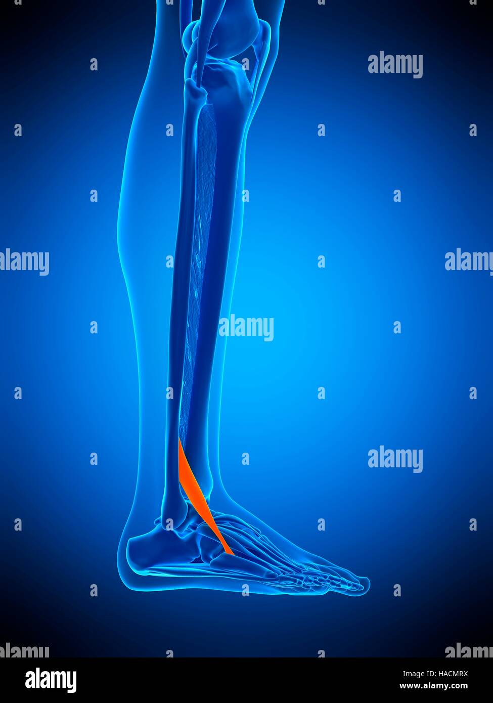 Peroneus tertius hi-res stock photography and images - Alamy