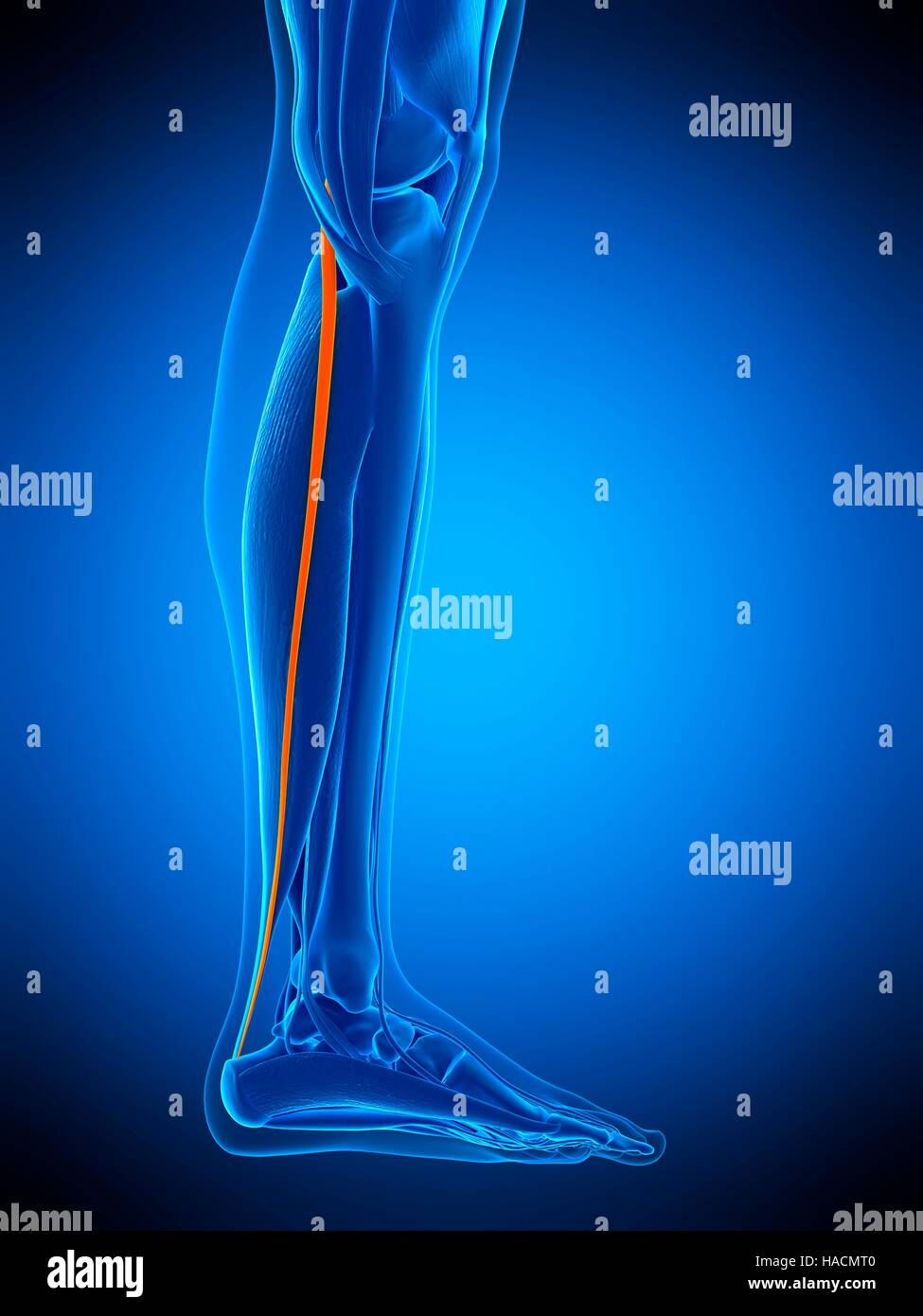 Illustration of the plantaris muscle Stock Photo - Alamy