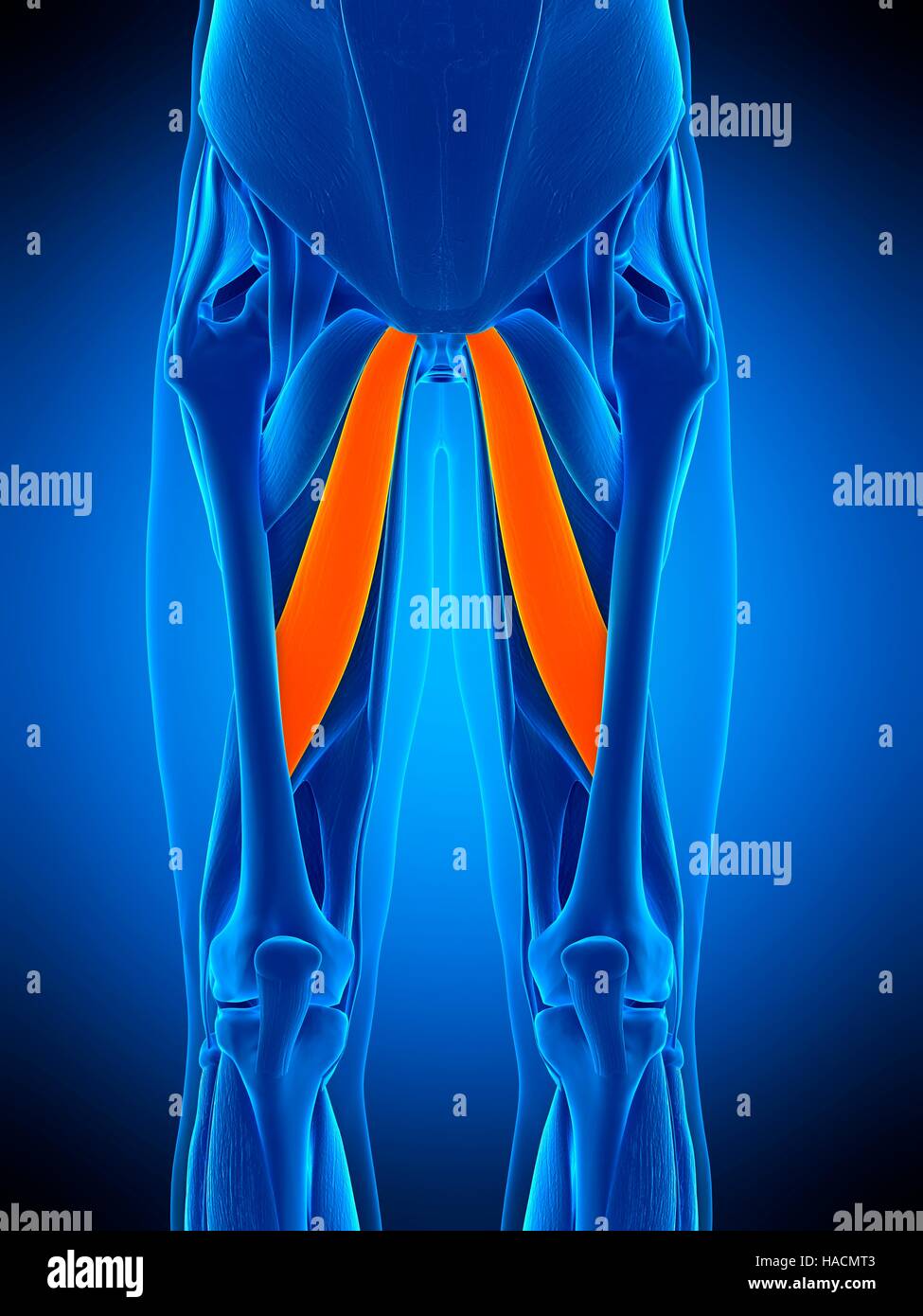 Illustration of the adductor longus muscle Stock Photo - Alamy
