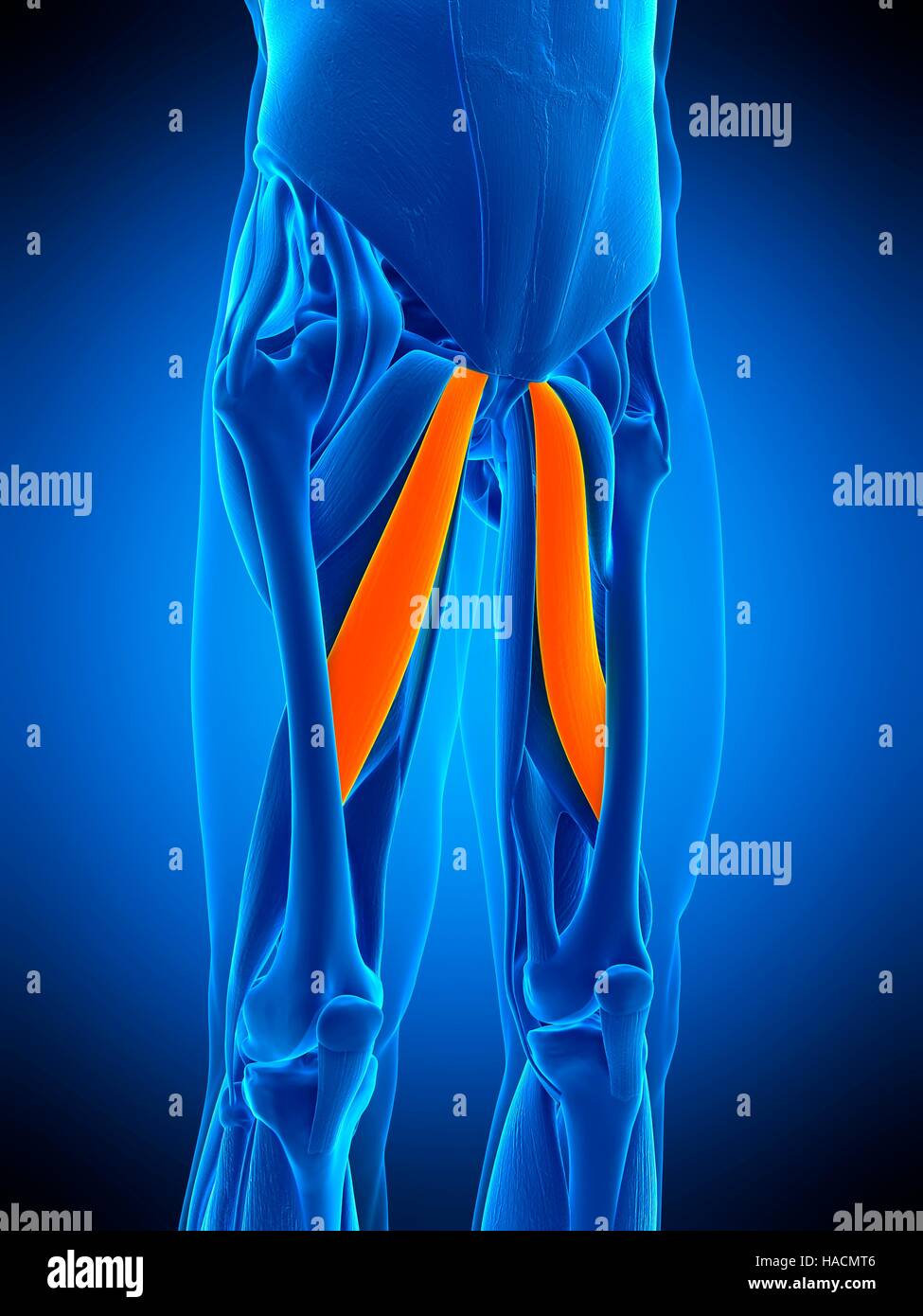 Illustration of the adductor longus muscle Stock Photo - Alamy