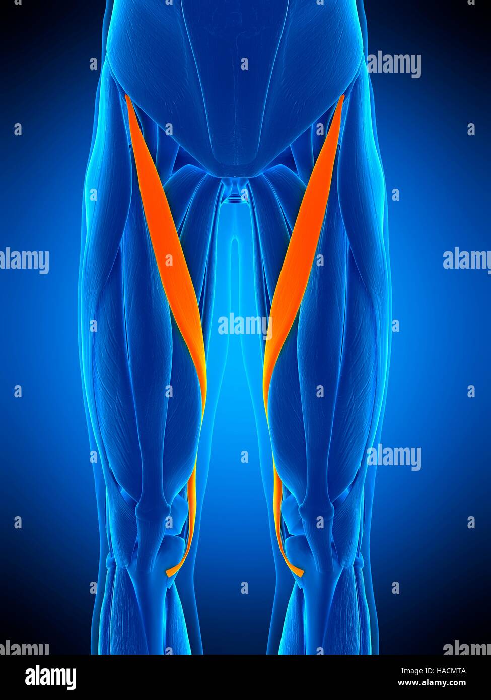 Satorius hi-res stock photography and images - Alamy