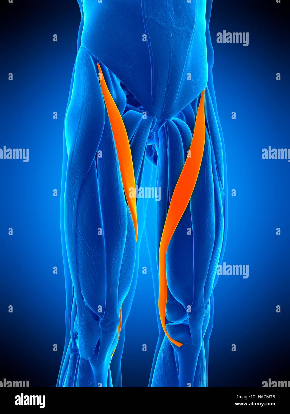 Illustration of the satorius muscle Stock Photo - Alamy