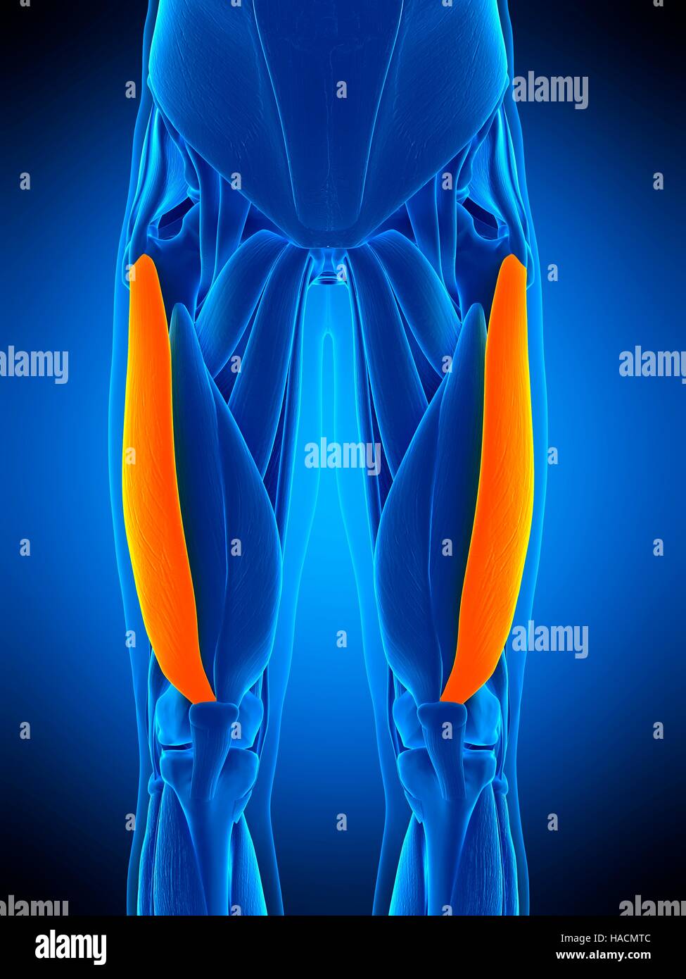 Vastus lateralis muscle hi-res stock photography and images - Alamy