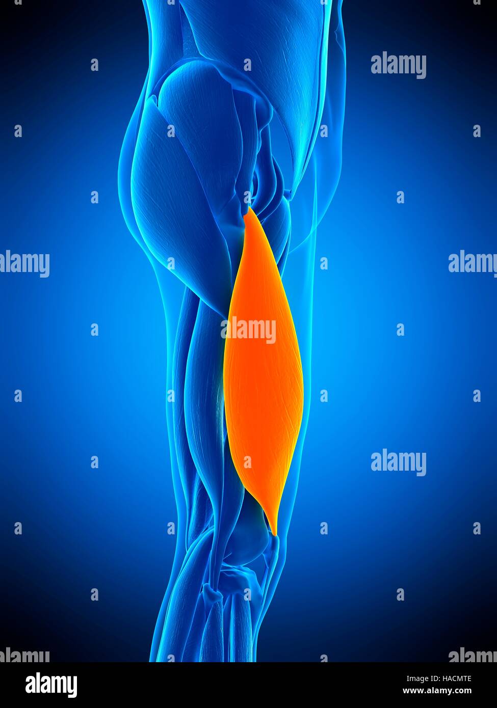 Illustration of the vastus lateralis muscle Stock Photo - Alamy