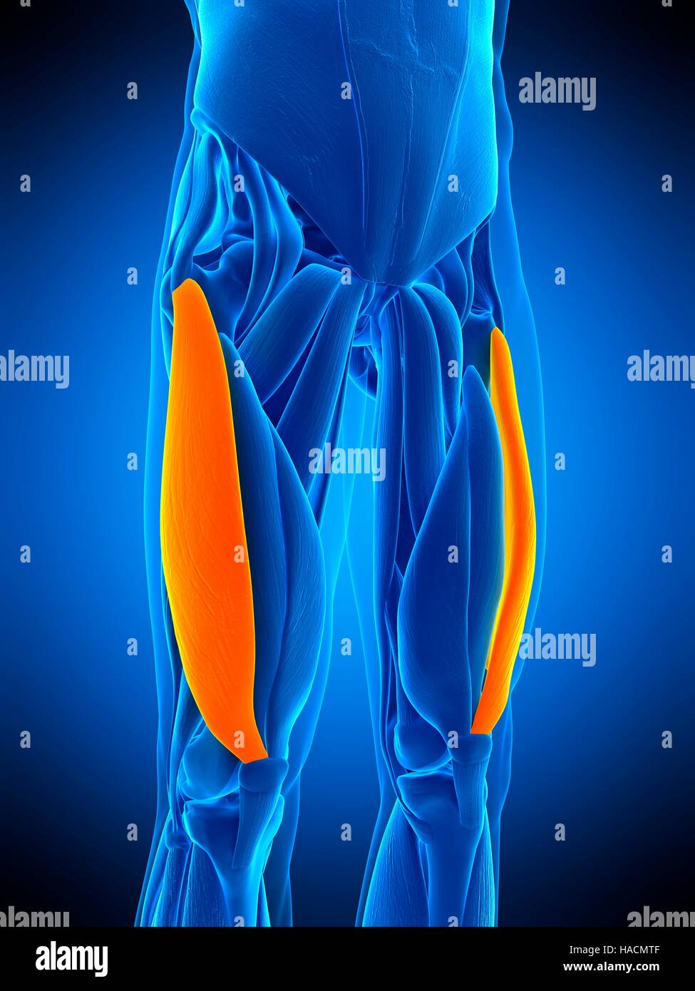 Vastus Lateralis Muscle High Resolution Stock Photography and Images ...