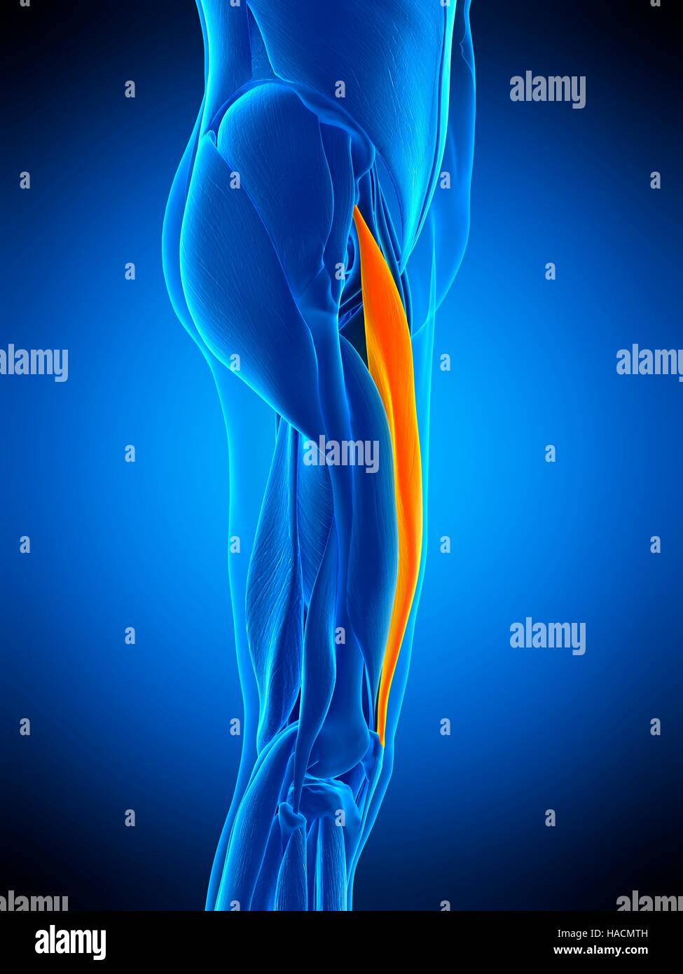 Illustration of the rectus femoris muscle Stock Photo - Alamy