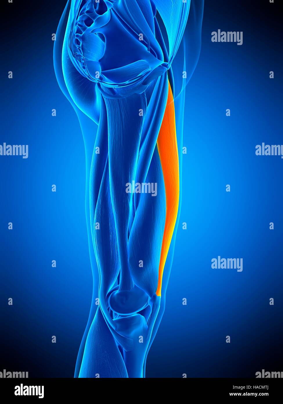Rectus Femoris Muscle High Resolution Stock Photography and Images - Alamy