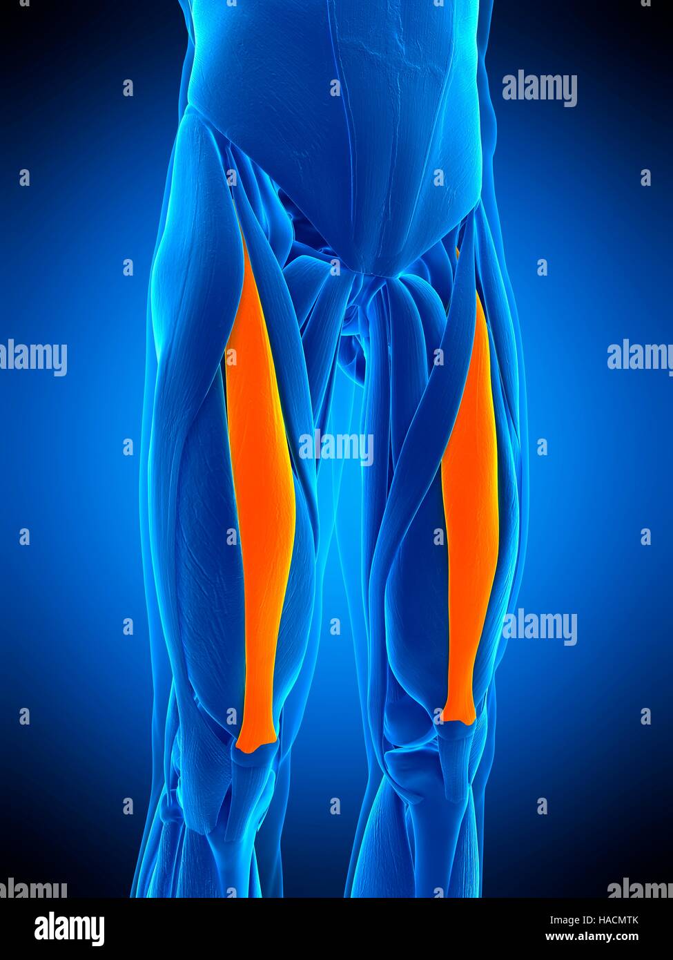 Rectus Femoris Muscle High Resolution Stock Photography and Images - Alamy