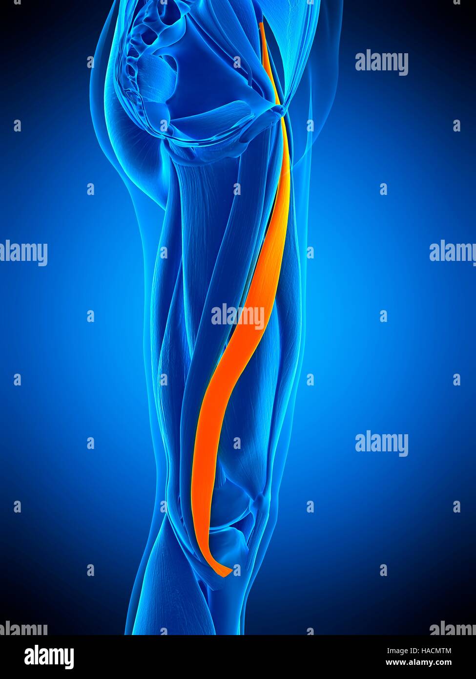 Sartorius muscle hi-res stock photography and images - Alamy