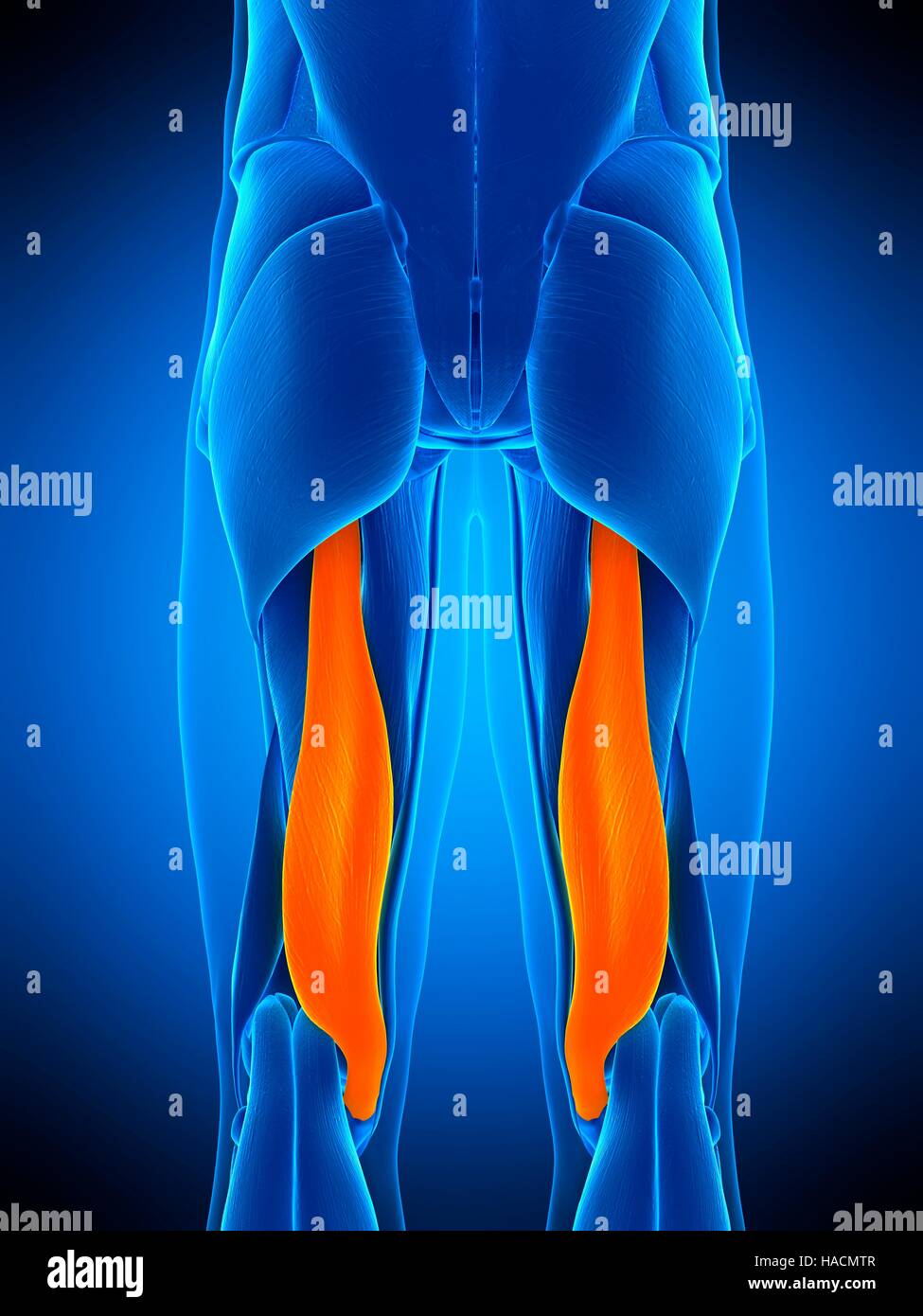 Illustration of the semimembranosus muscle Stock Photo, Royalty Free ...