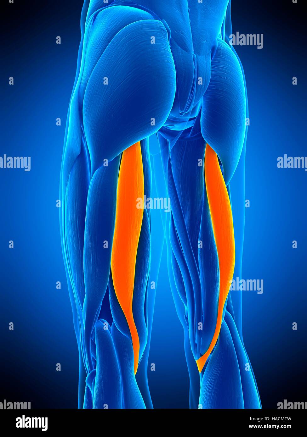 Illustration of the semitendinosus muscle Stock Photo - Alamy