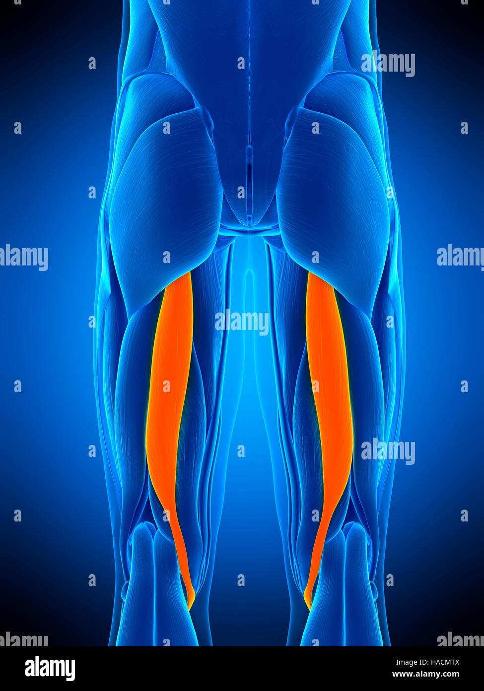 Semitendinosus muscle hi-res stock photography and images - Alamy