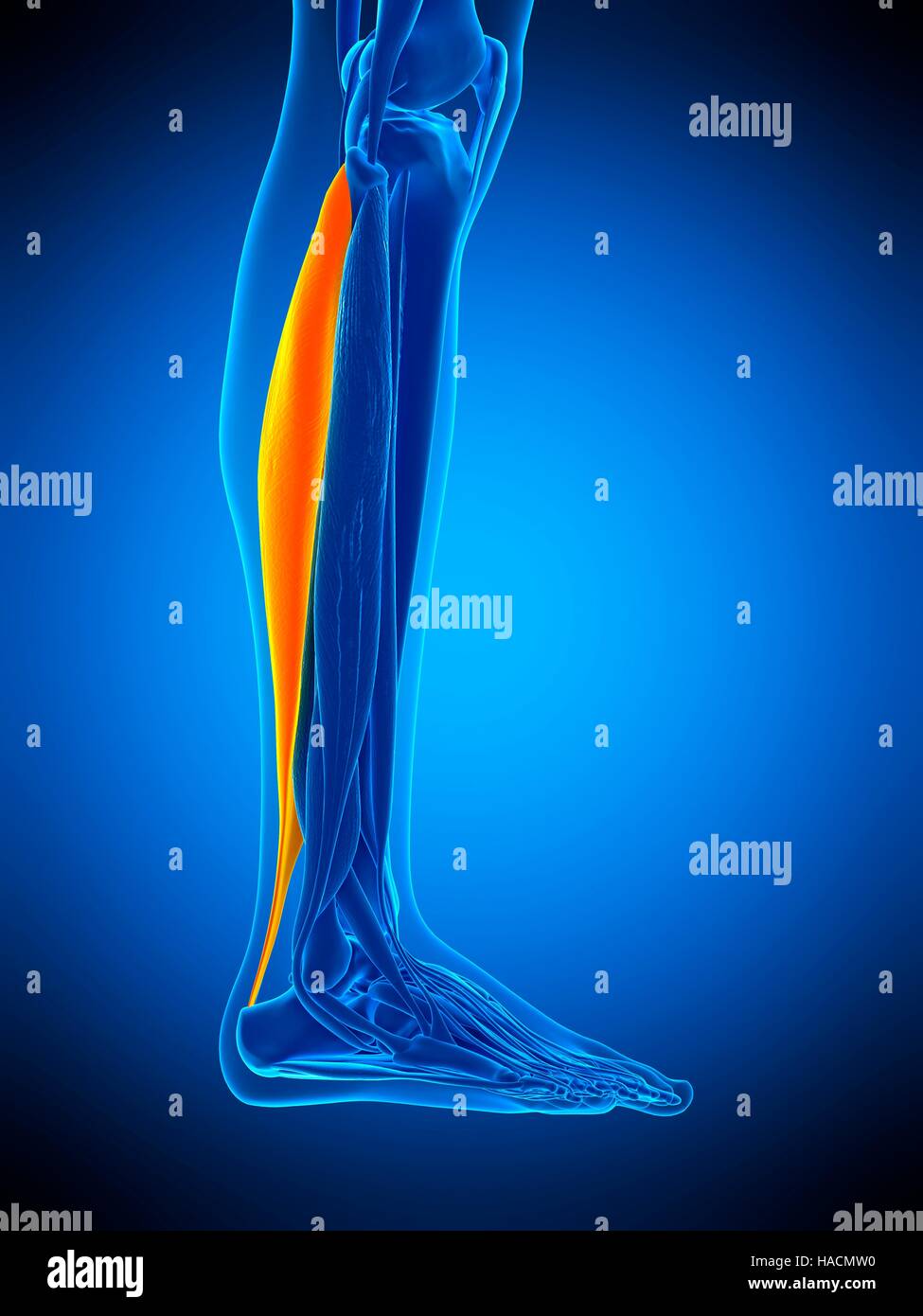 Lateral view of the human muscular system hi-res stock photography and ...