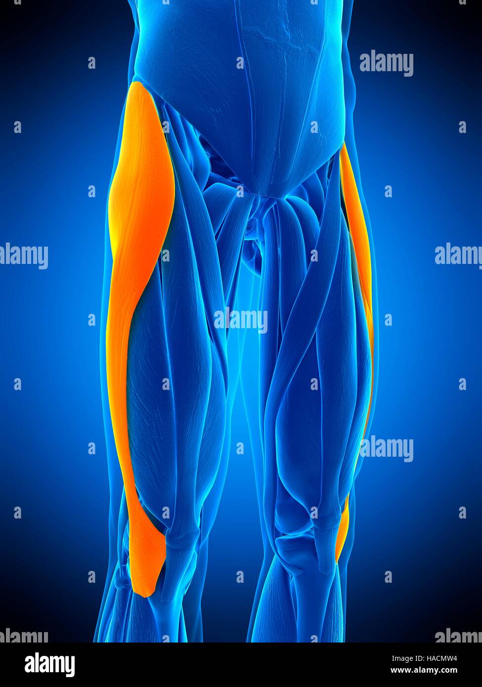 Illustration of the tensor fascia lata muscle Stock Photo - Alamy